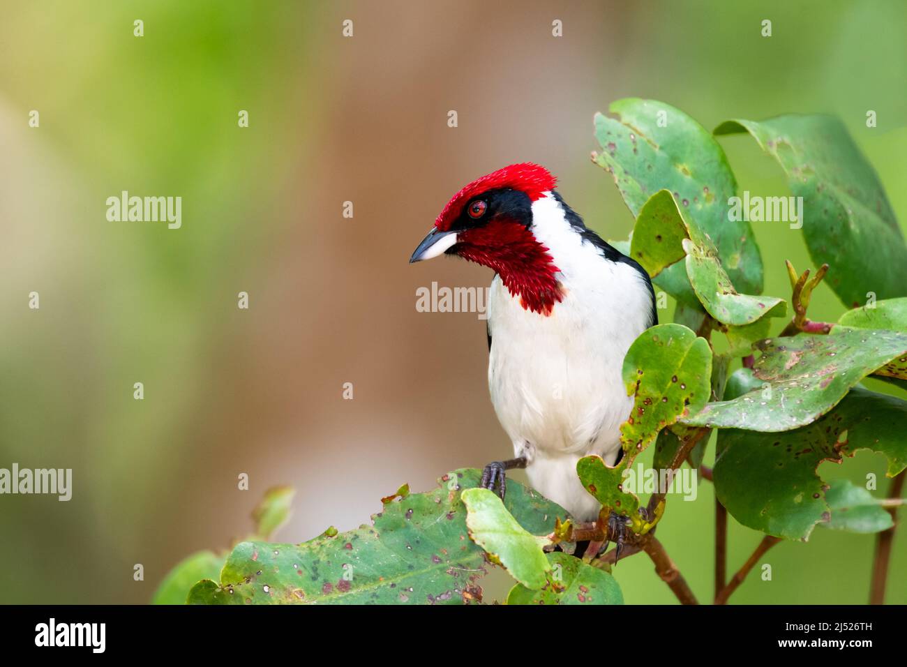 Masked cardinal trinidad hi-res stock photography and images - Alamy