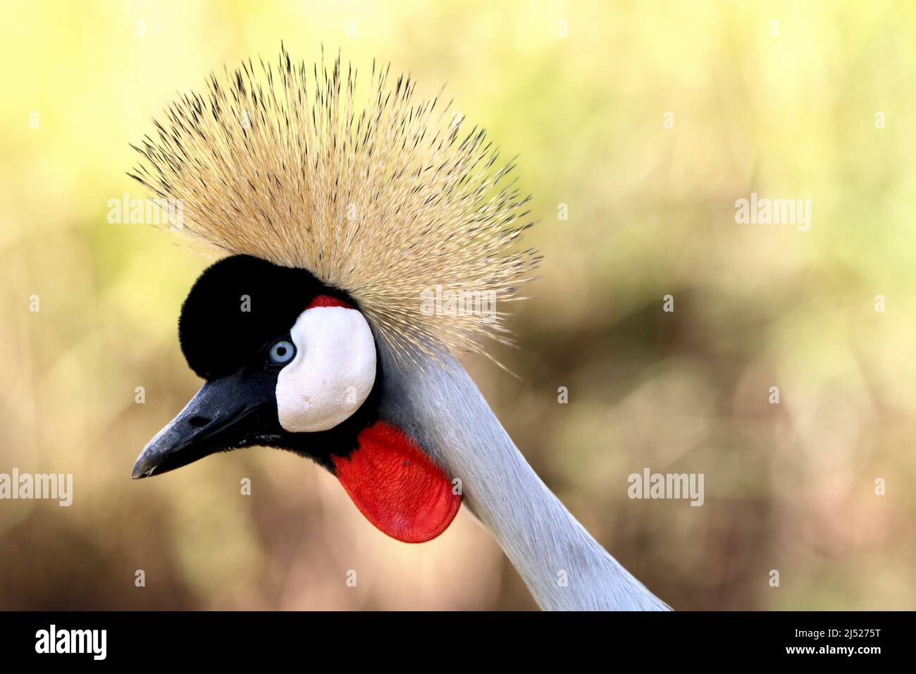 Grey Crowned Crane, South Africa Stock Photo - Alamy