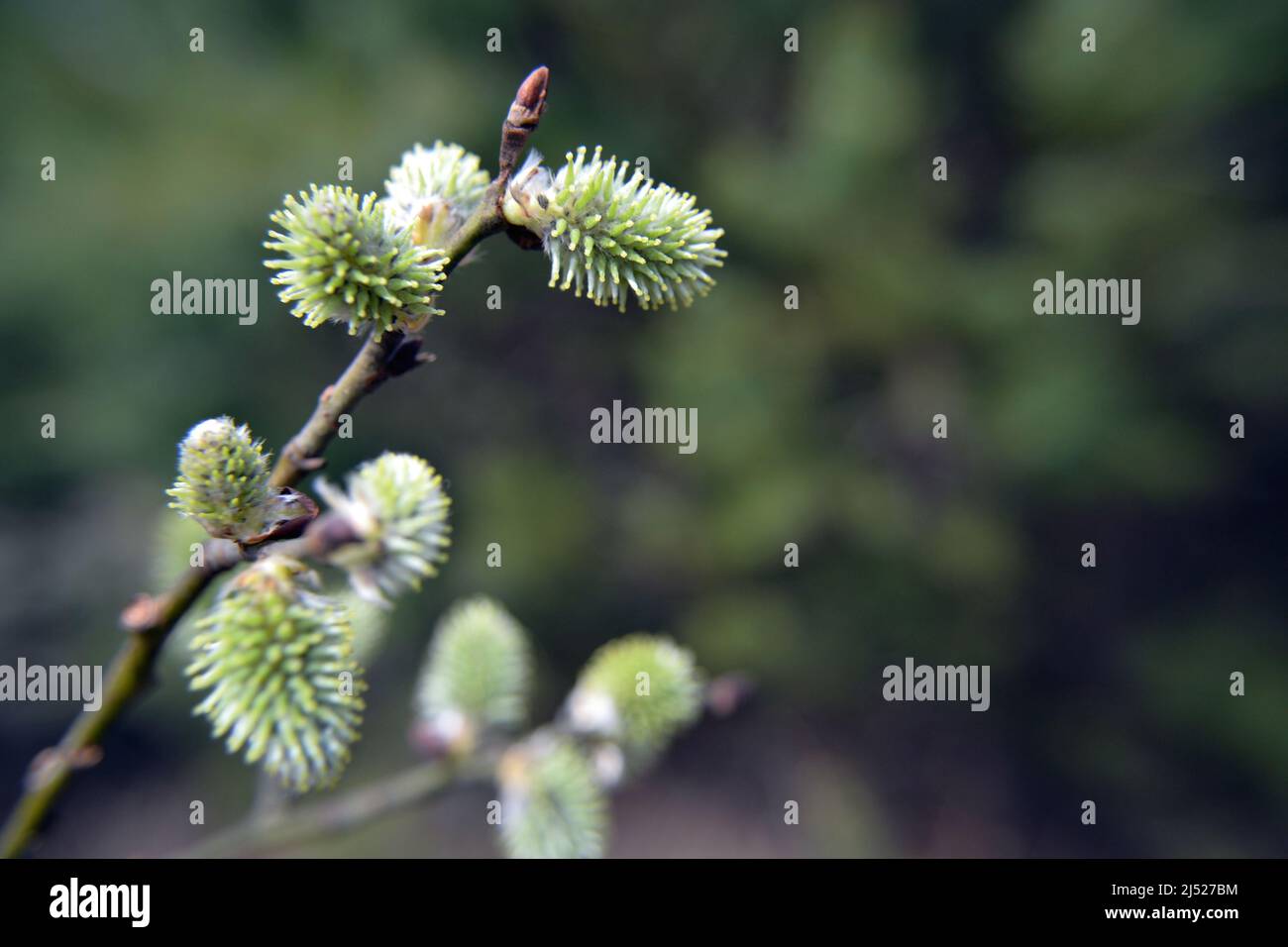 Verba fluffy Trees bloom in the spring The buds on the tree. Palm ...
