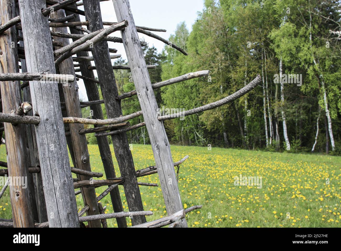 Traditional wooden hay stands. Spring in the fileds. Rural landscape ...