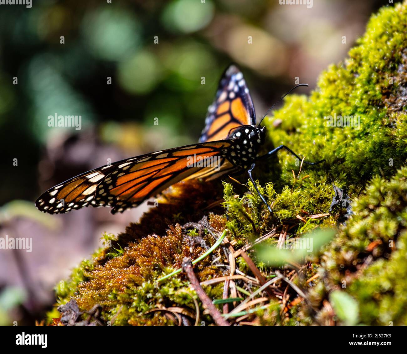 Monarch Butterfly Sanctuaries in Senguio, El Rosario, and Sierra ...