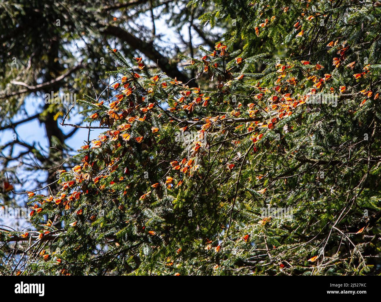 Monarch Butterfly Sanctuaries in Senguio, El Rosario, and Sierra ...