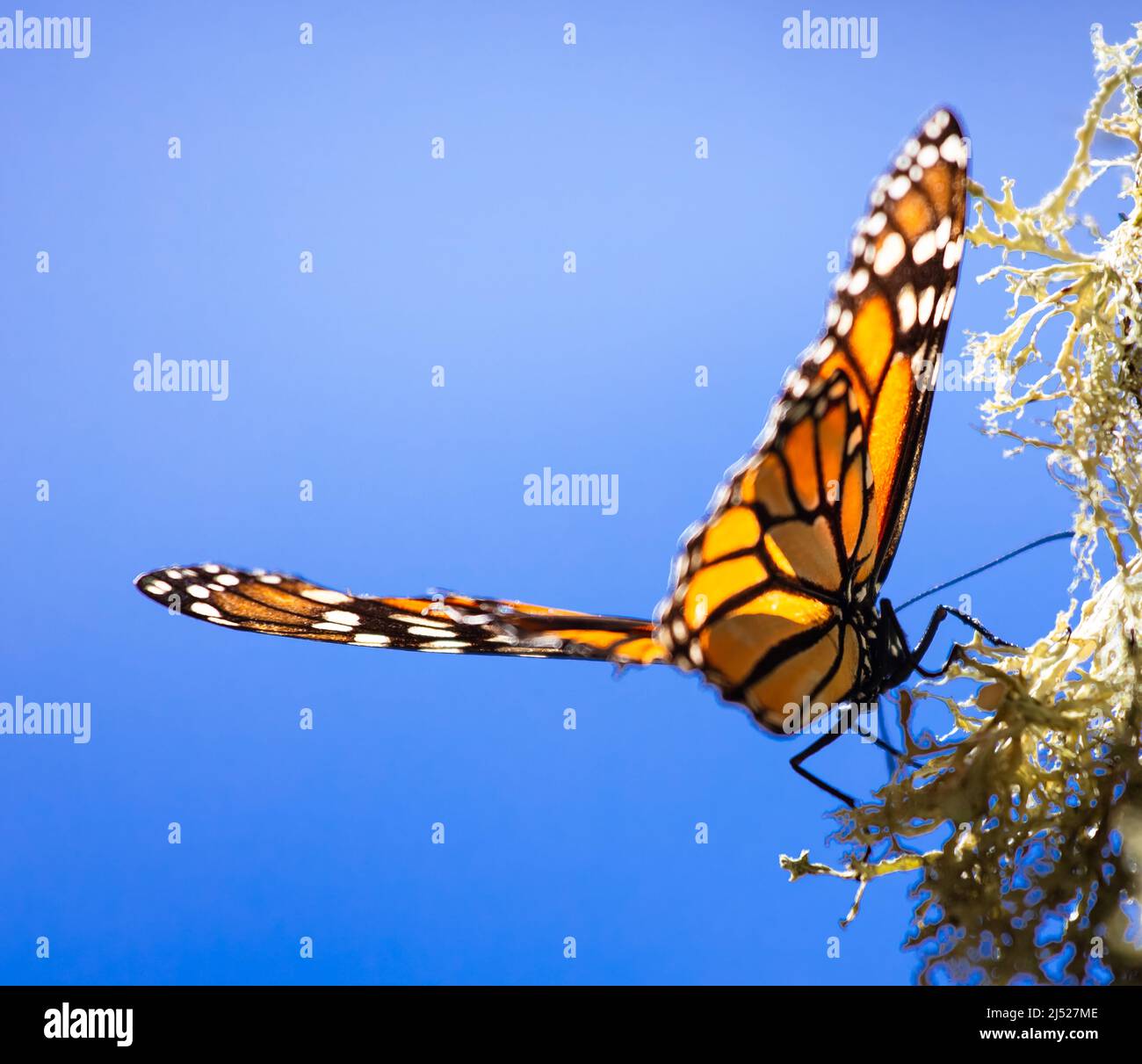 Monarch Butterfly Sanctuaries in Senguio, El Rosario, and Sierra ...