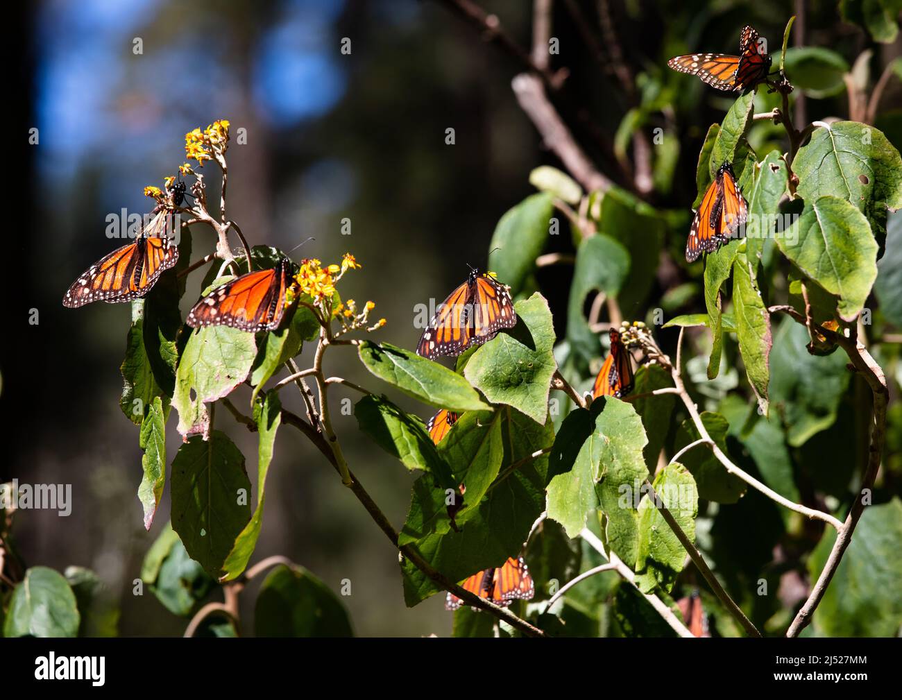 Monarch Butterfly Sanctuaries in Senguio, El Rosario, and Sierra ...