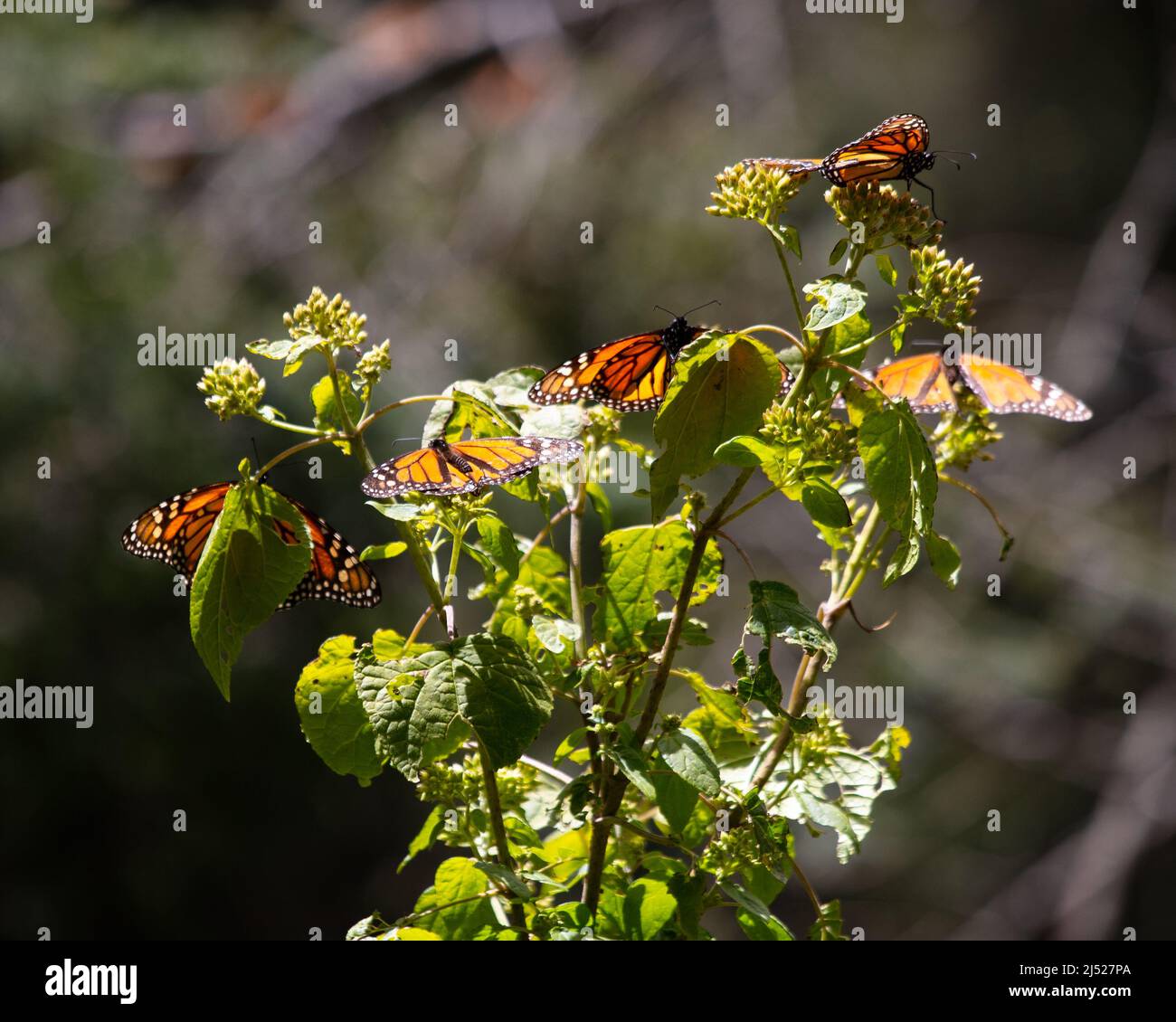Monarch Butterfly Sanctuaries in Senguio, El Rosario, and Sierra ...