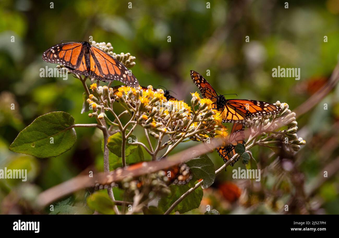 Monarch Butterfly Sanctuaries in Senguio, El Rosario, and Sierra ...