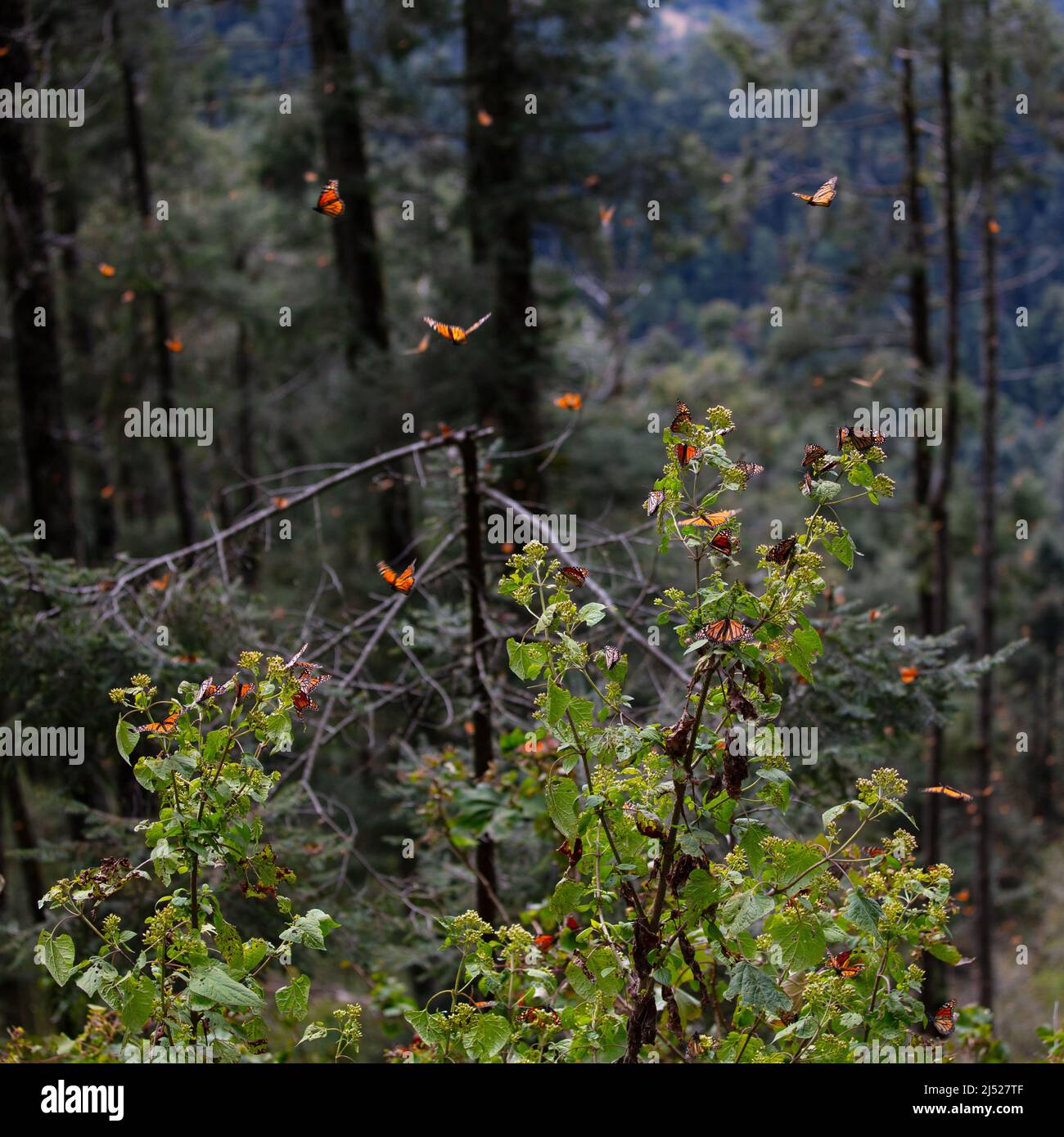 Monarch Butterfly Sanctuaries in Senguio, El Rosario, and Sierra ...