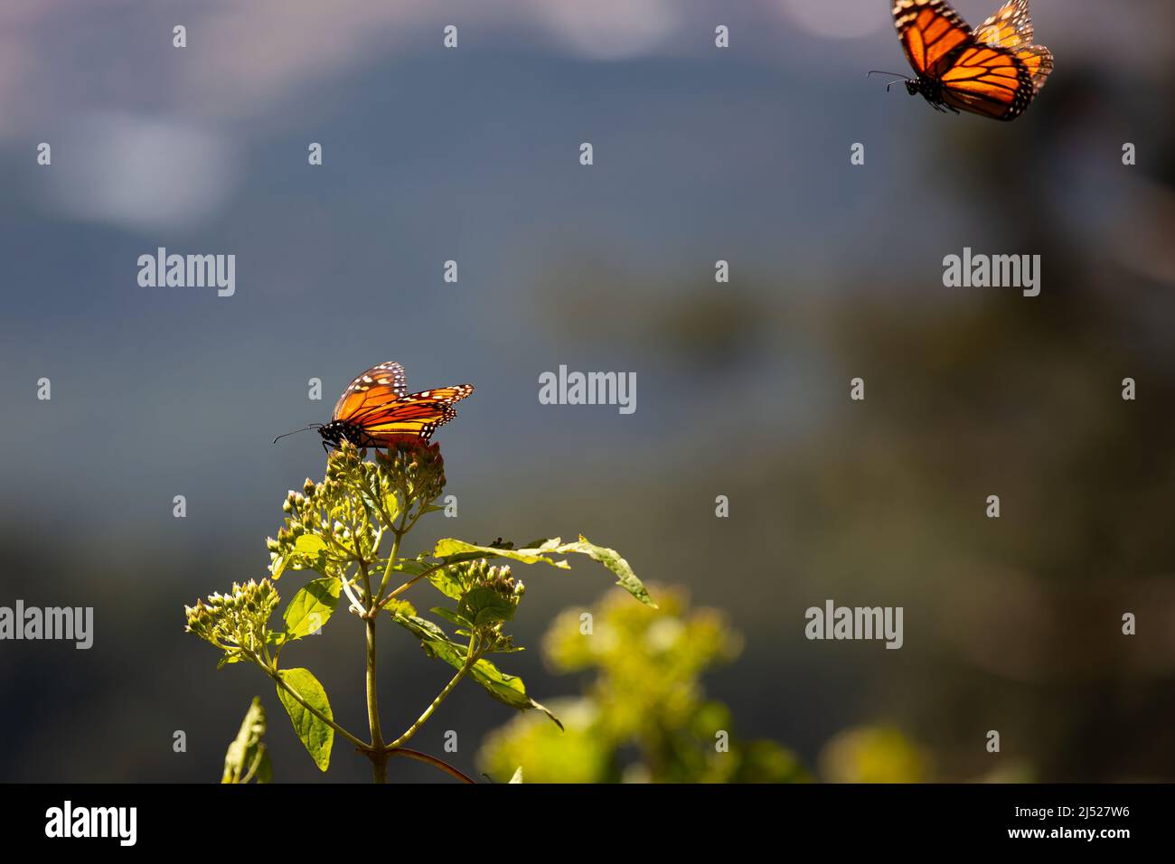 Monarch Butterfly Sanctuaries in Senguio, El Rosario, and Sierra ...