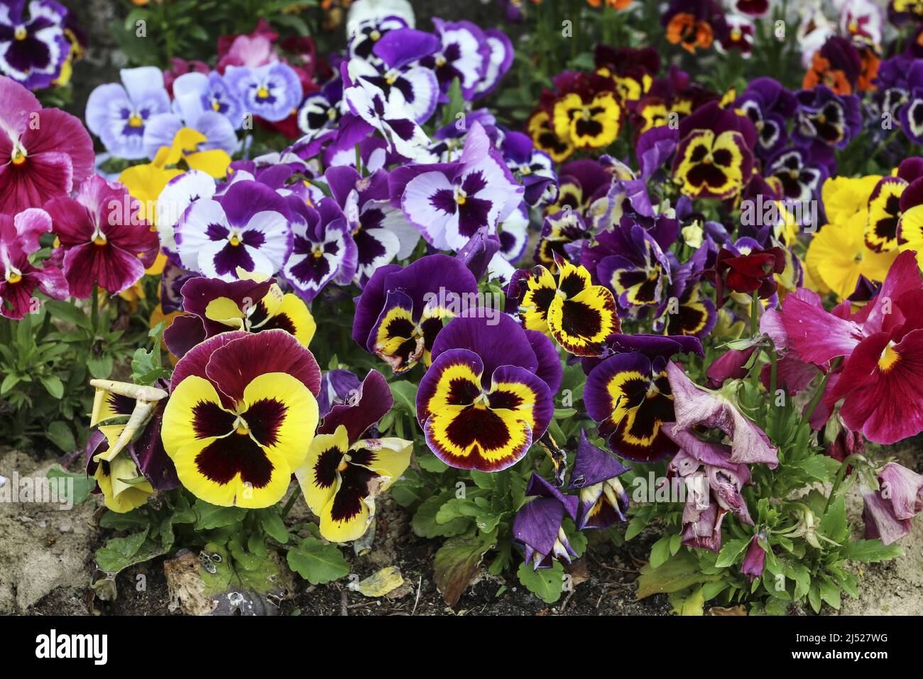 Beautiful pansy flowers in the garden. Spring time Stock Photo - Alamy