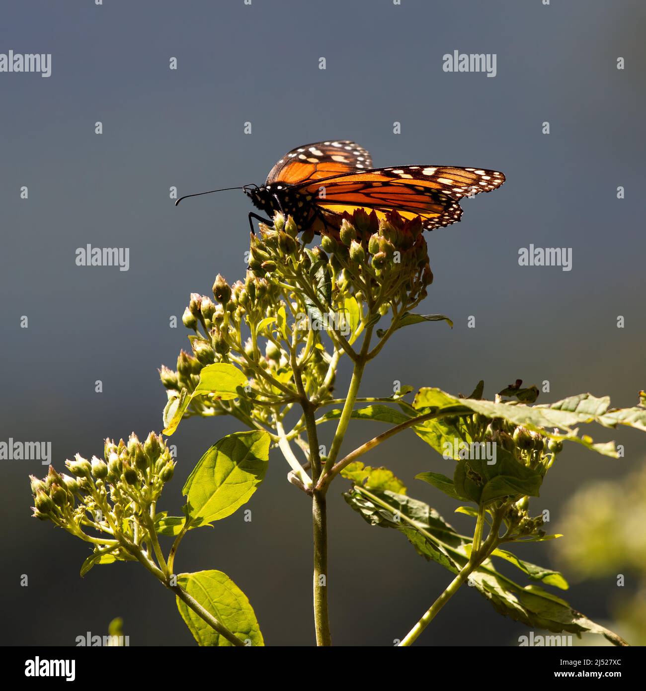 Monarch Butterfly Sanctuaries in Senguio, El Rosario, and Sierra ...