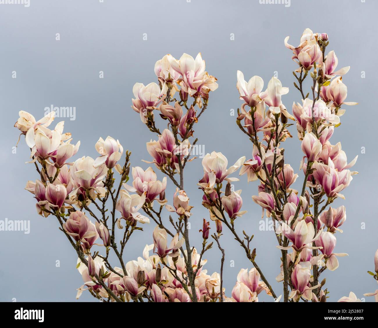 Spring flowers tree blossom open hi-res stock photography and images ...