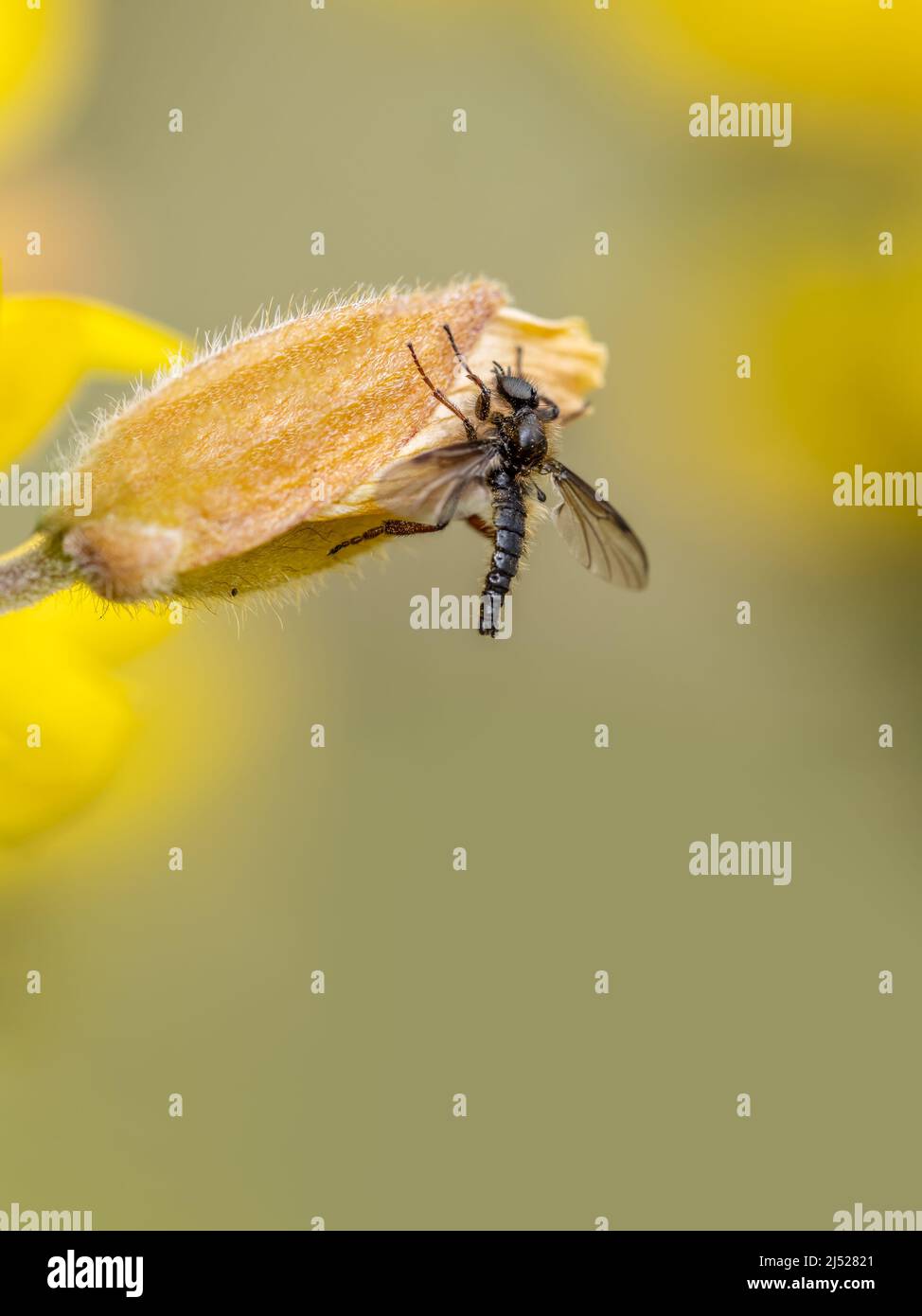 Hilara hi-res stock photography and images - Alamy