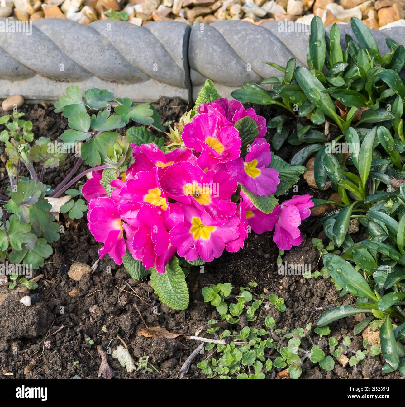 Planted in flower border hi-res stock photography and images - Alamy