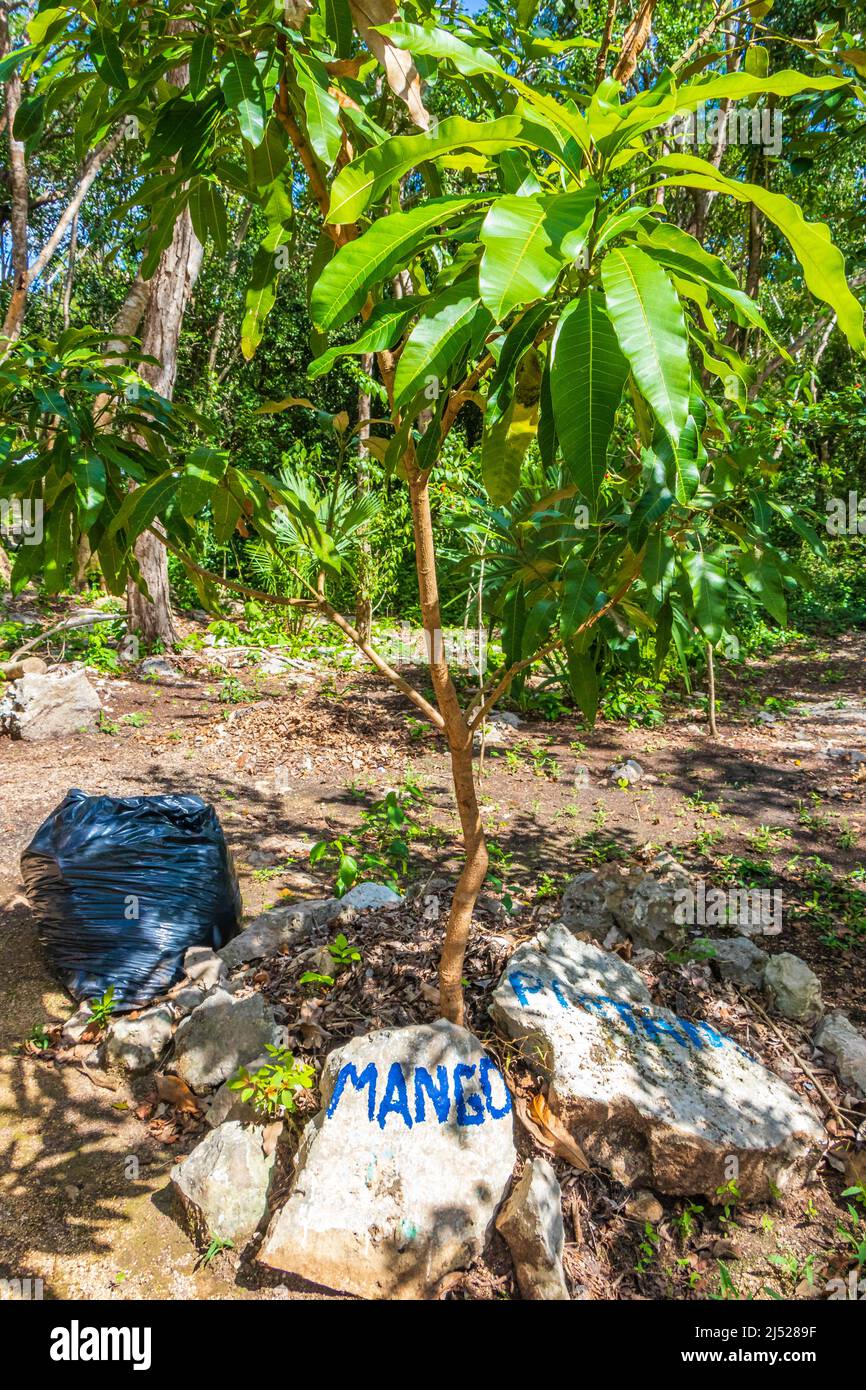 Tropical mexican mango tree jungle plants trees and natural forest ...