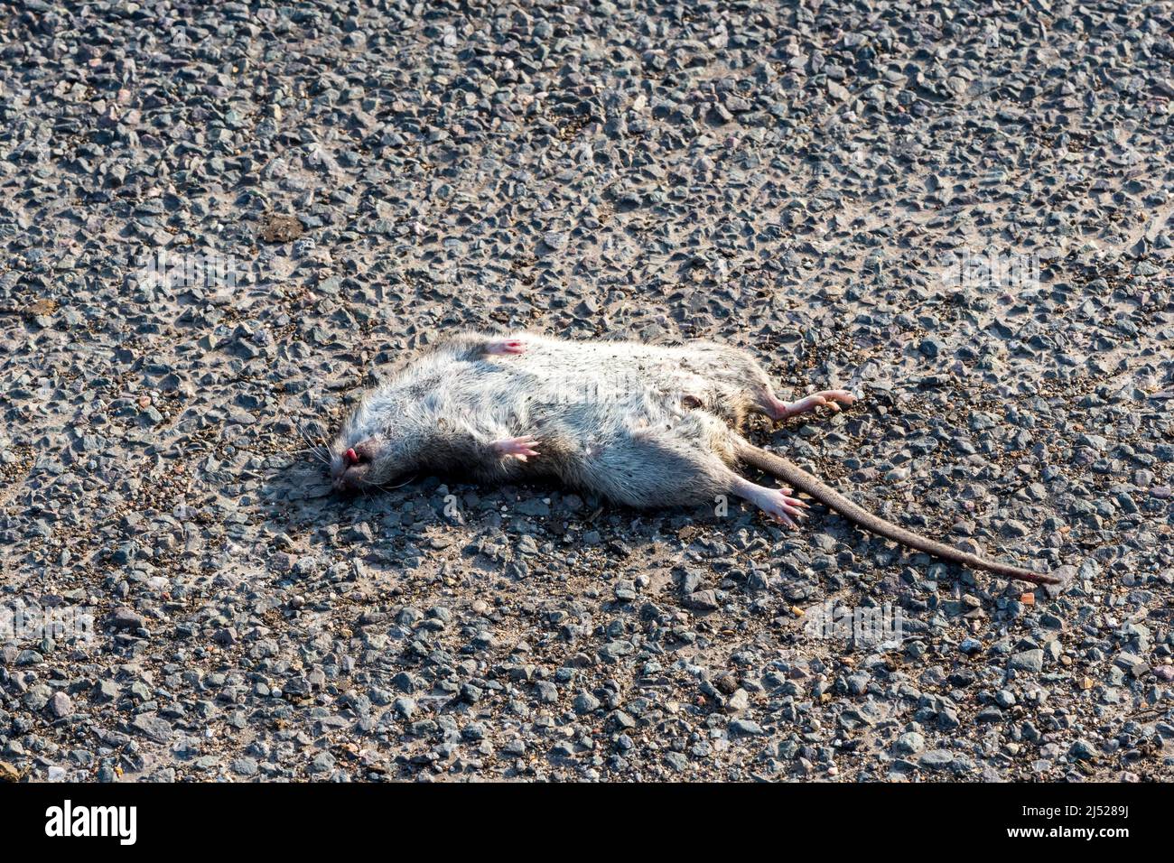 Road kill rat Stock Photo - Alamy