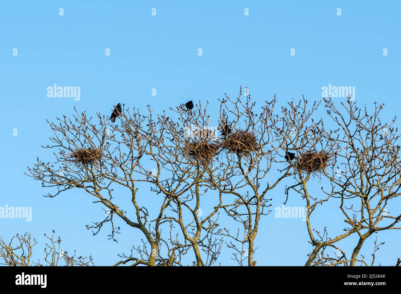 Rooks nesting in tops of trees Stock Photo - Alamy