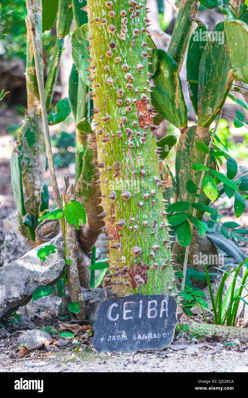 Tropical mexican ceiba tree jungle plants trees and natural forest ...