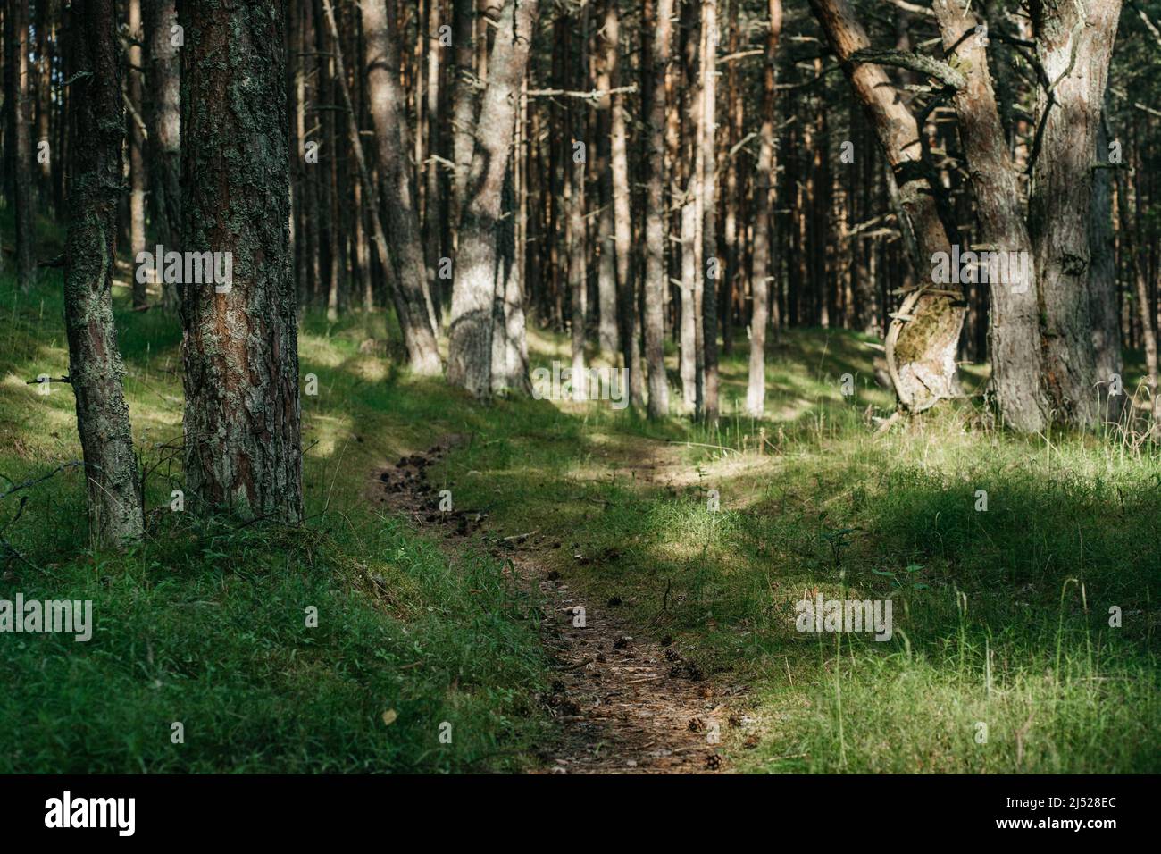 Path covered with cones and needles leading deep into green pine forest ...