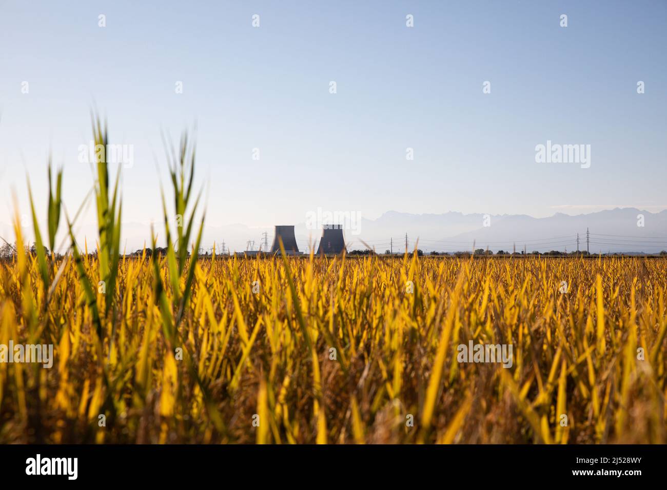 Piedmont vercelli rice fields hi-res stock photography and images - Alamy