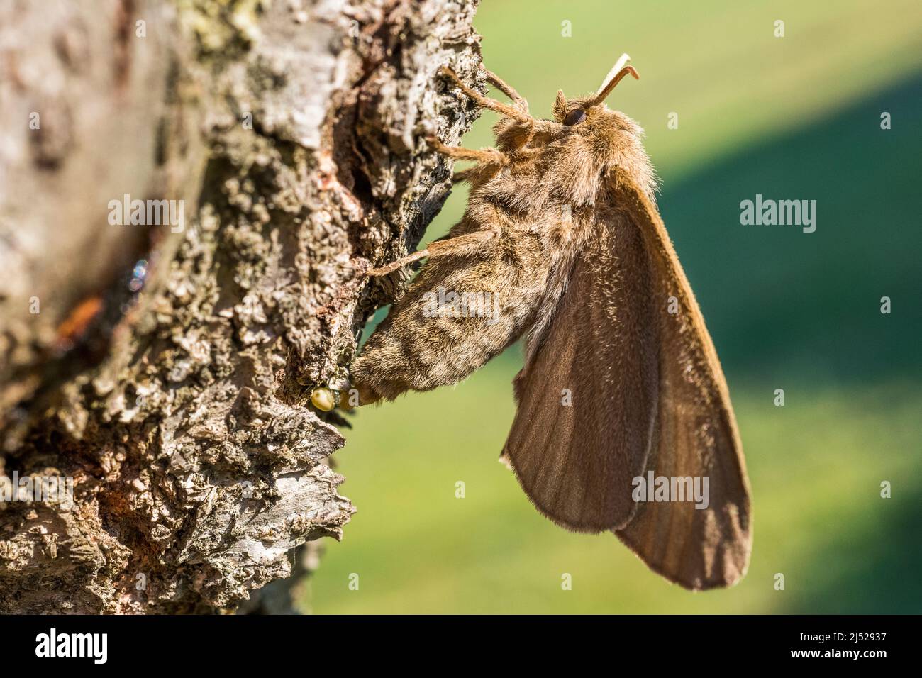 Macrothylacia rubi, the fox moth, is a lepidopteran belonging to the ...