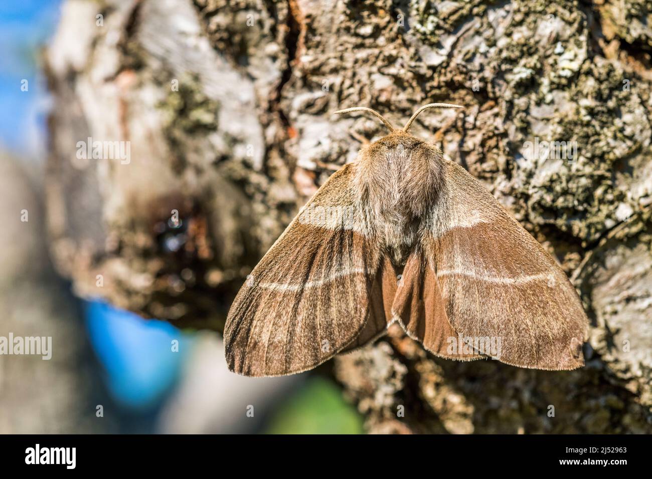 Macrothylacia rubi, the fox moth, is a lepidopteran belonging to the ...