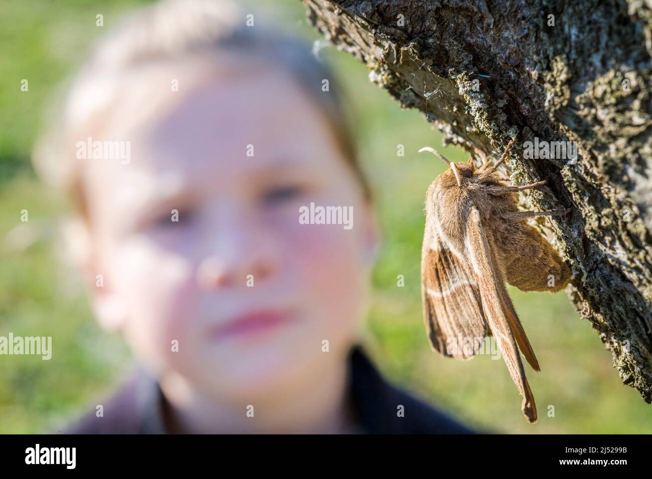 Macrothylacia rubi, the fox moth, is a lepidopteran belonging to the ...