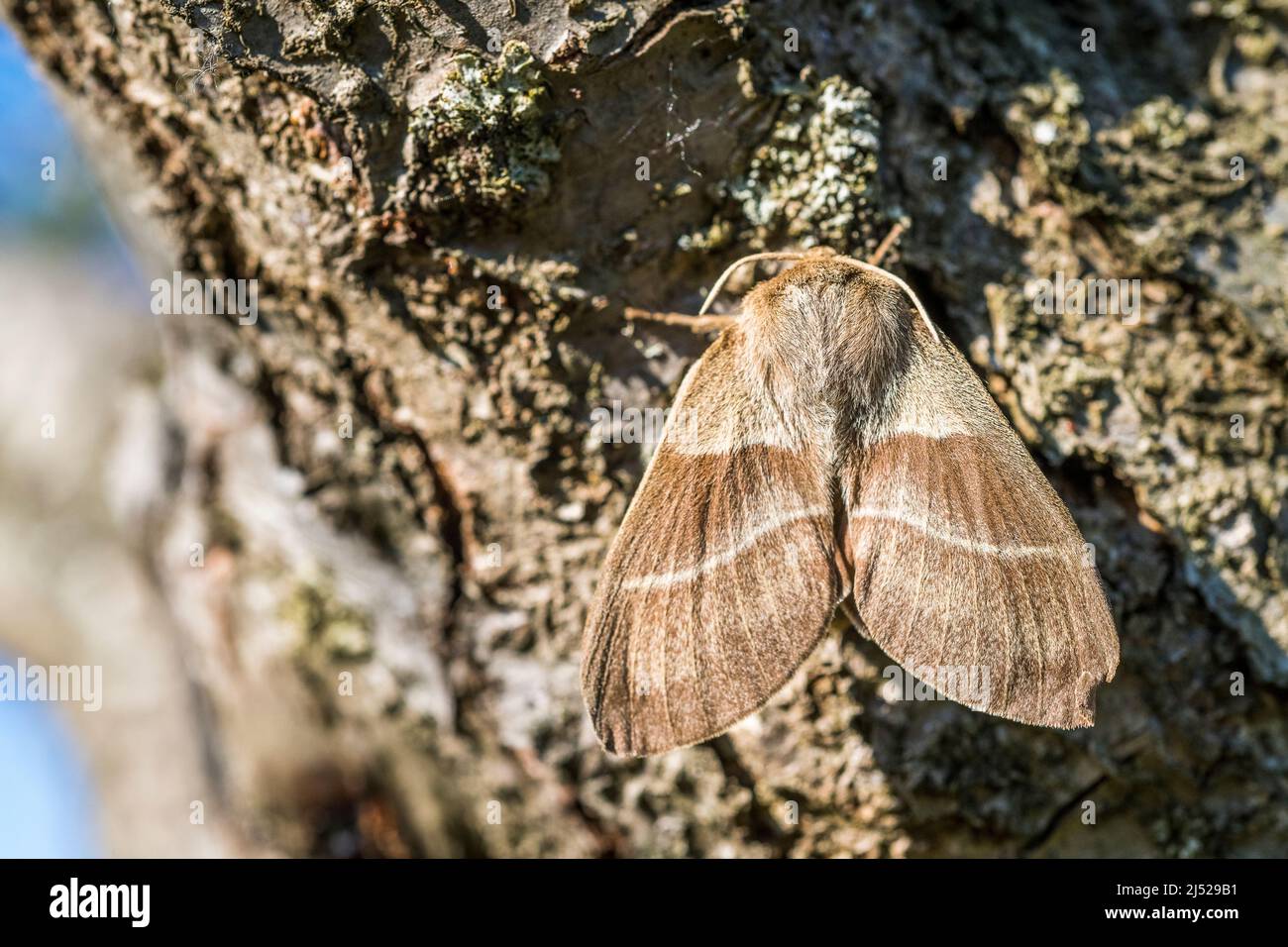 Macrothylacia rubi, the fox moth, is a lepidopteran belonging to the ...
