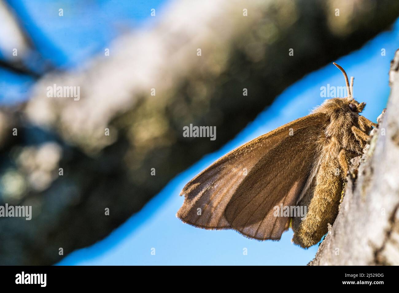 Macrothylacia rubi, the fox moth, is a lepidopteran belonging to the ...