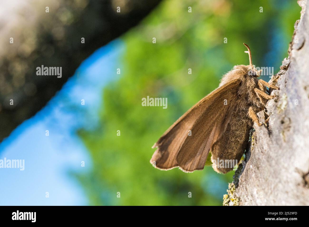 Macrothylacia rubi, the fox moth, is a lepidopteran belonging to the ...