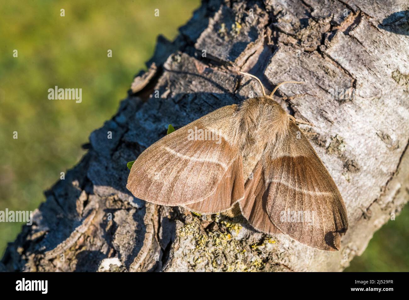 Macrothylacia rubi, the fox moth, is a lepidopteran belonging to the ...