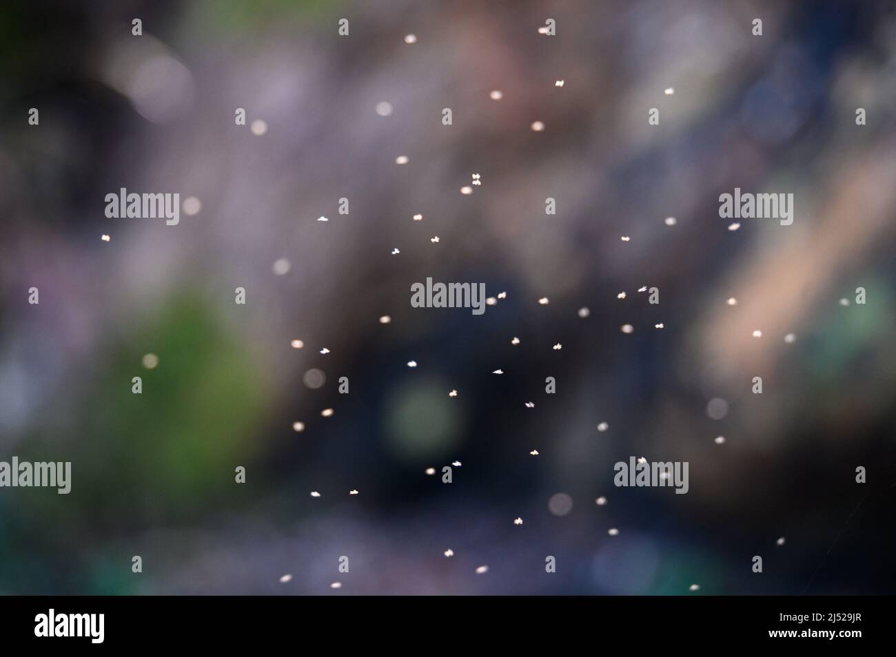 Hamburg, Germany. 27th Mar, 2022. Itty bitty insects flying in the ...