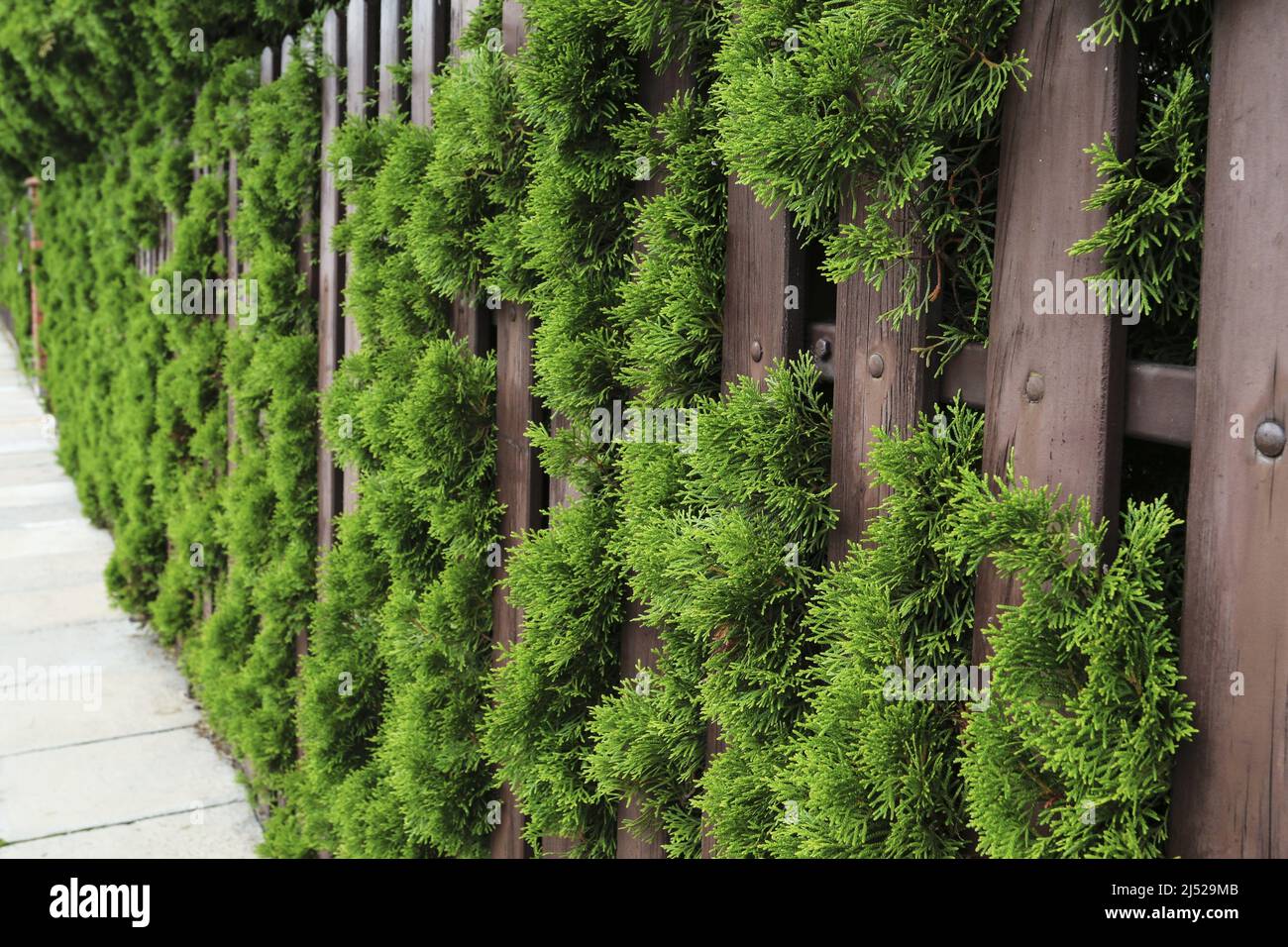 Thuja bushes break through the wooden fence. Garden hobby Stock Photo ...