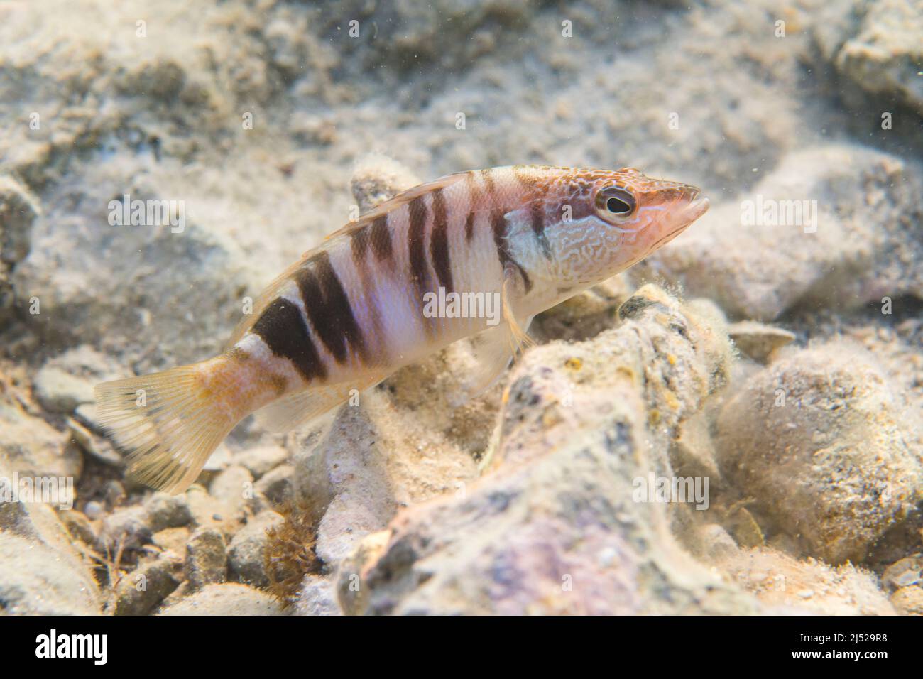 Ray finned fish hi-res stock photography and images - Alamy
