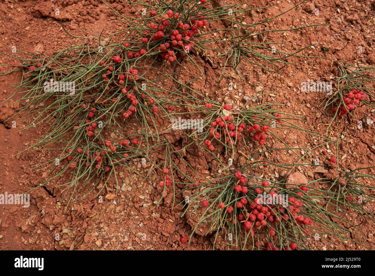 Ephedra horsetail, lat. Ephedra equisetina Bge., plant with beneficial ...