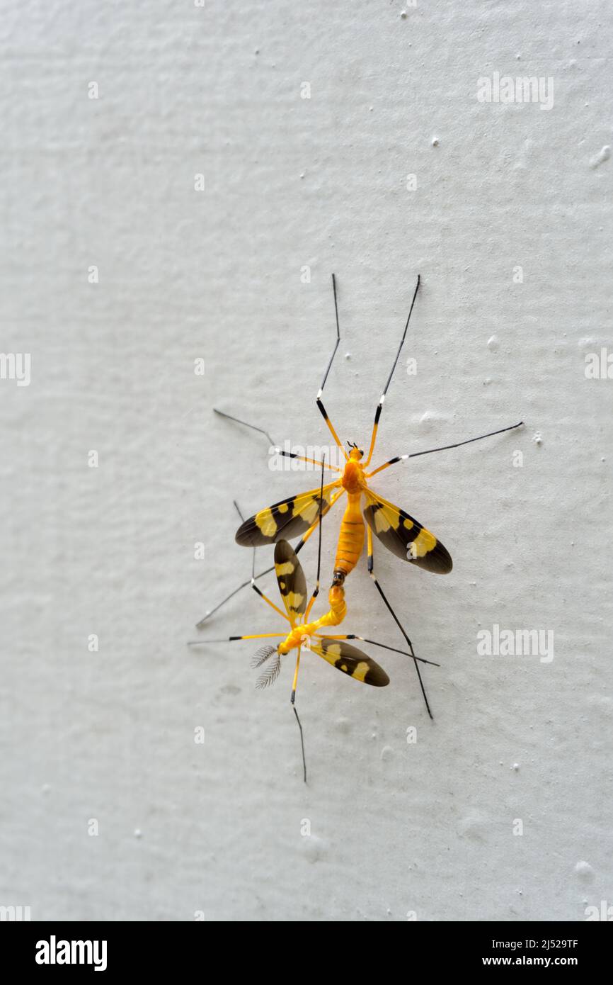 Giant Western Crane Fly