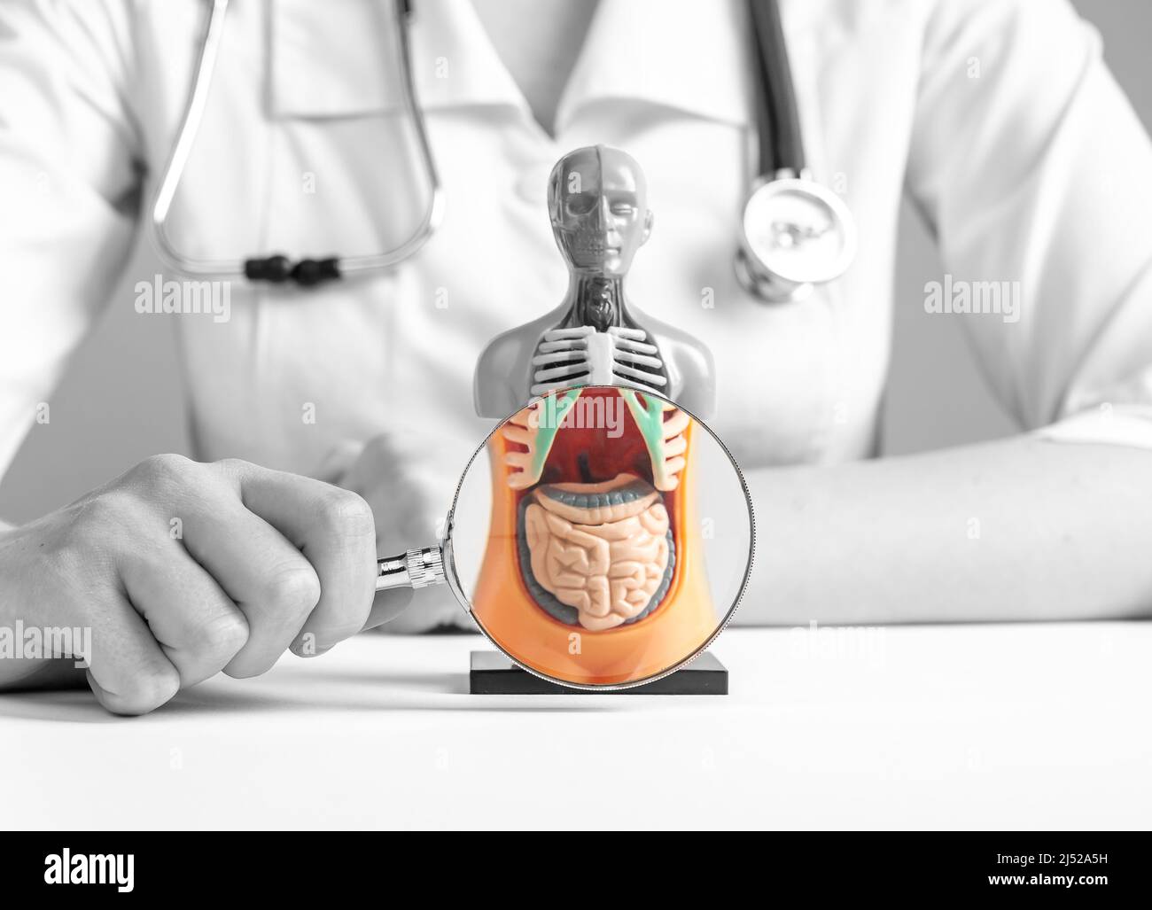 Human body female organs hi-res stock photography and images - Alamy