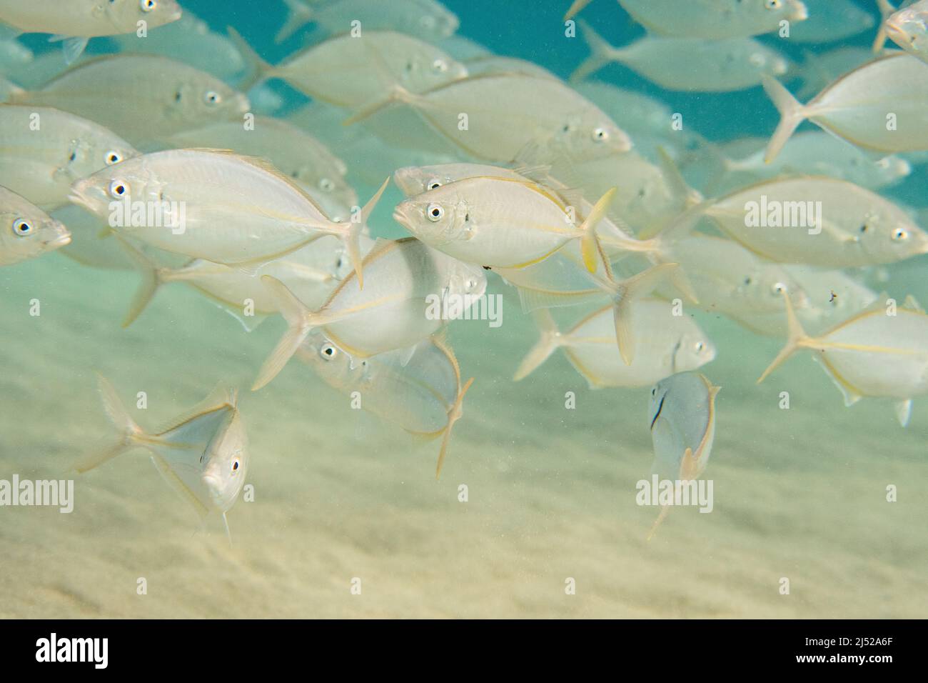 The white trevally (Pseudocaranx dentex), also known as striped jack ...