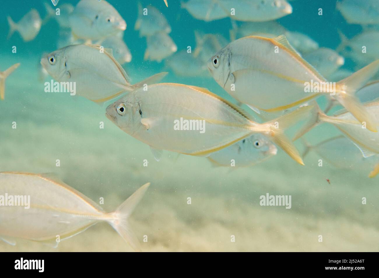 The white trevally (Pseudocaranx dentex), also known as striped jack ...