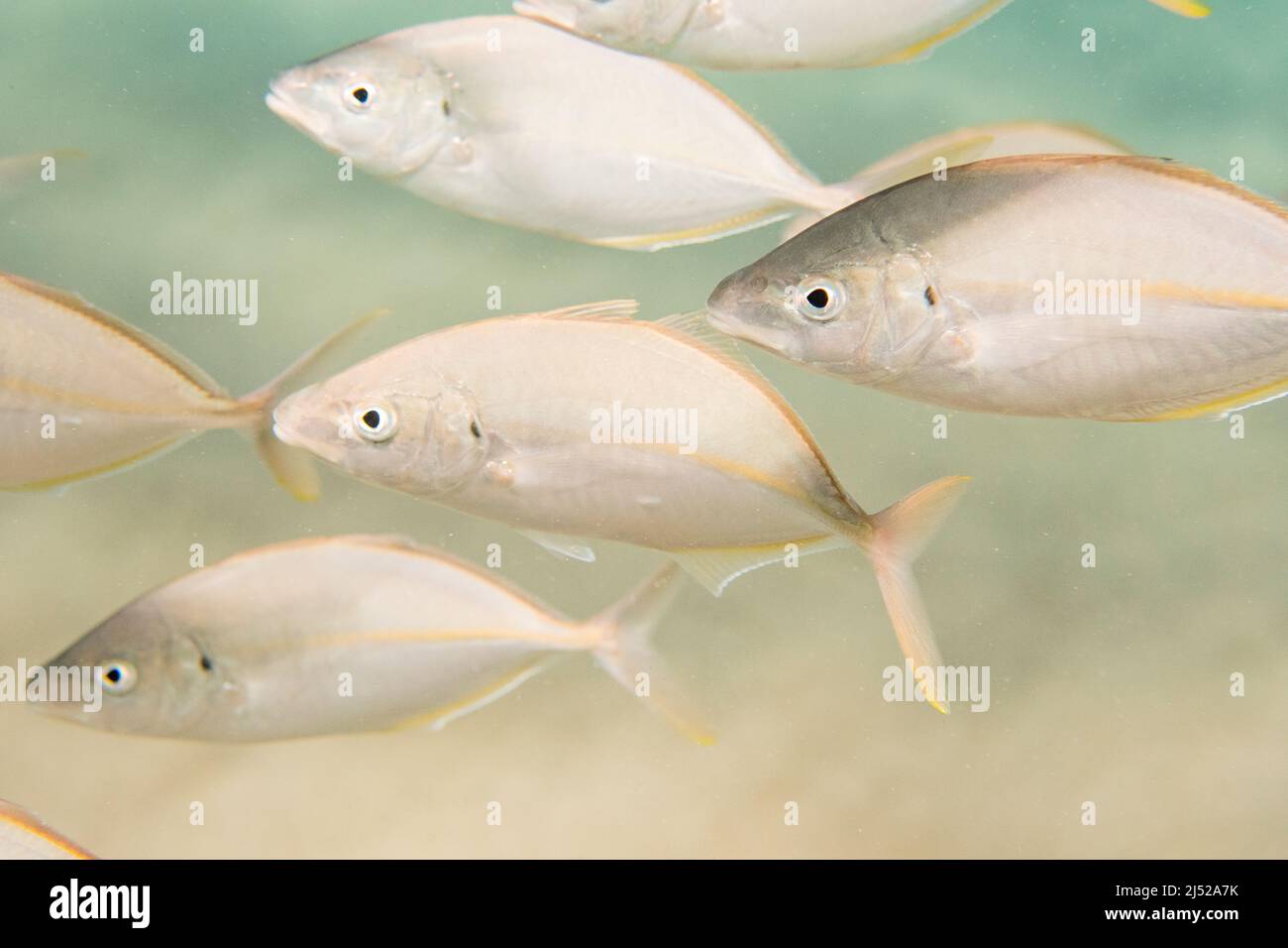 The white trevally (Pseudocaranx dentex), also known as striped jack ...