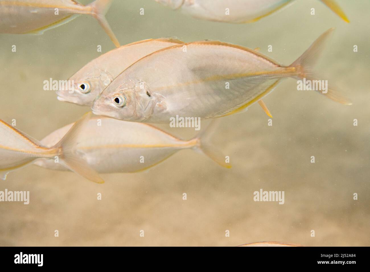 The white trevally (Pseudocaranx dentex), also known as striped jack ...