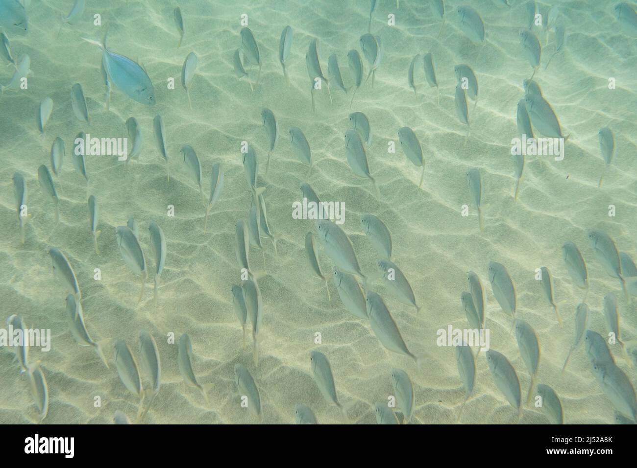 The white trevally (Pseudocaranx dentex), also known as striped jack ...