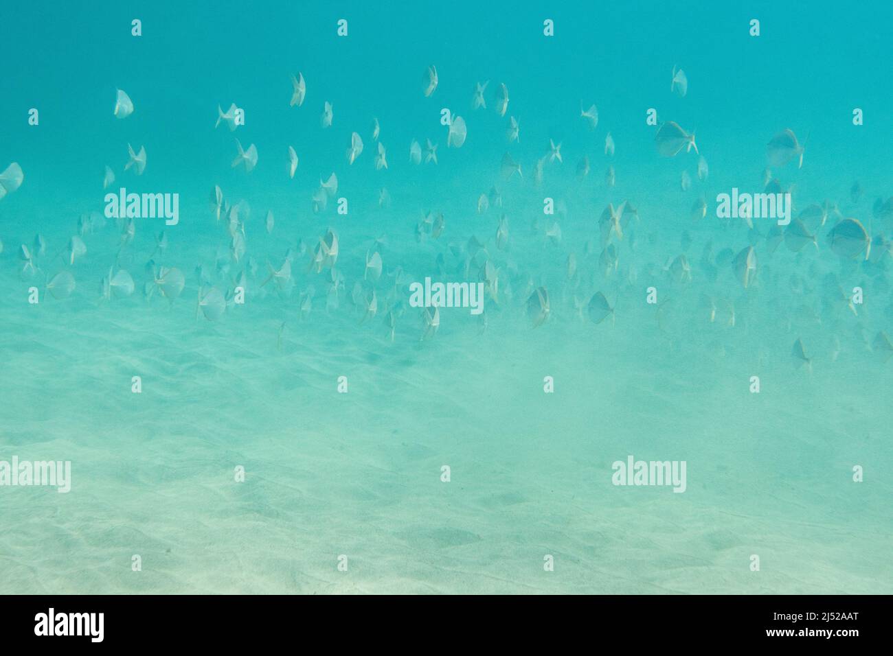 The white trevally (Pseudocaranx dentex), also known as striped jack ...