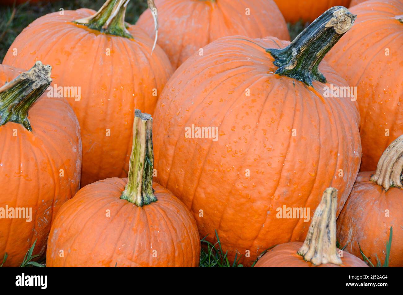 Close up pumpkin hi-res stock photography and images - Alamy