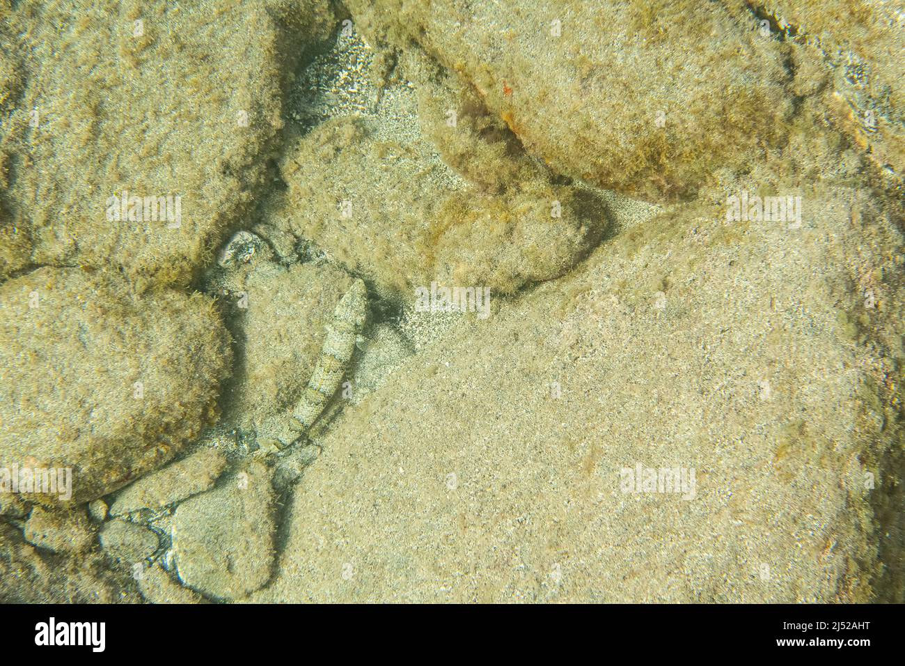 The diamond lizardfish (Synodus synodus) is a species of lizardfish ...