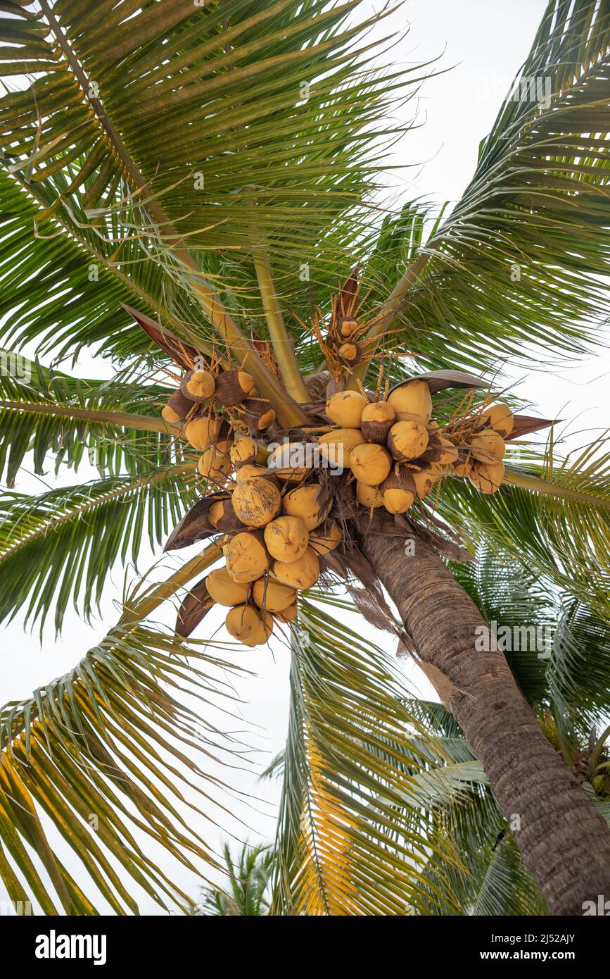 Coconut palm tree and beach hi-res stock photography and images - Alamy
