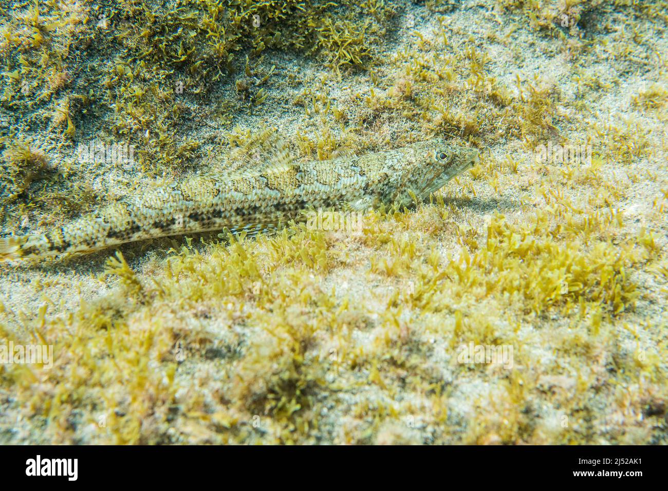 The diamond lizardfish (Synodus synodus) is a species of lizardfish ...