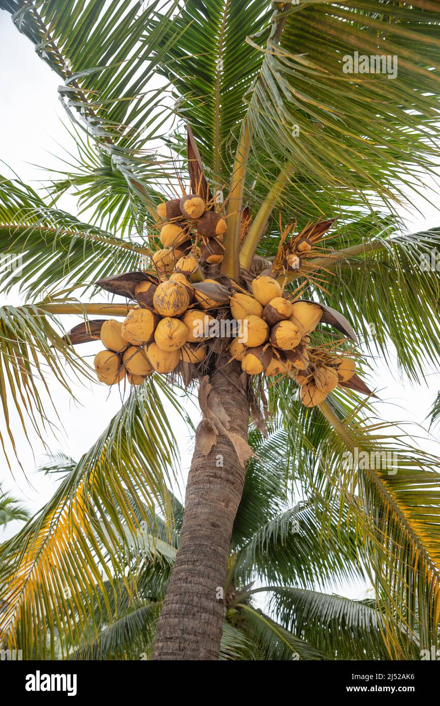 Top of coconut tree hi-res stock photography and images - Alamy
