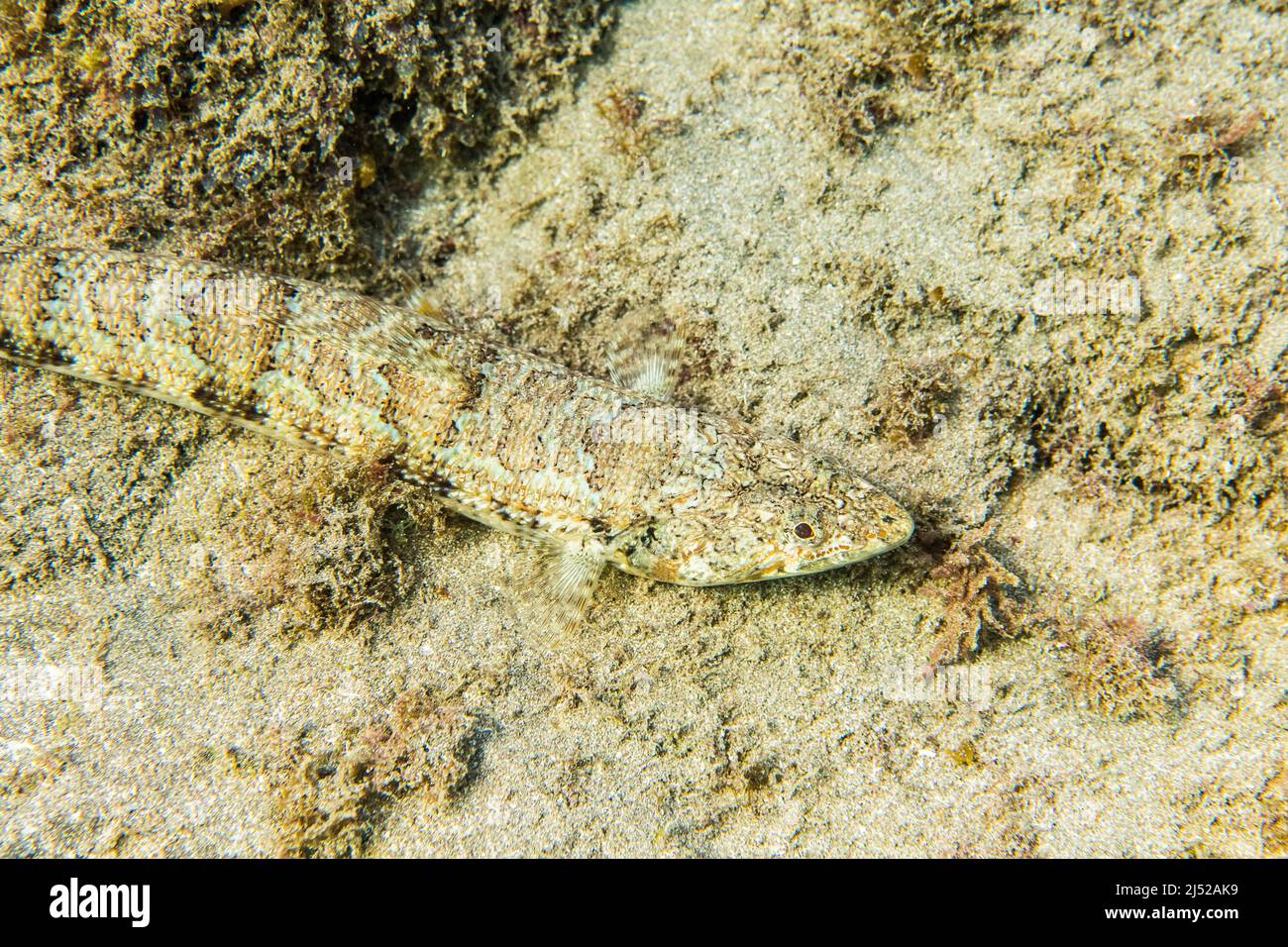 The diamond lizardfish (Synodus synodus) is a species of lizardfish ...