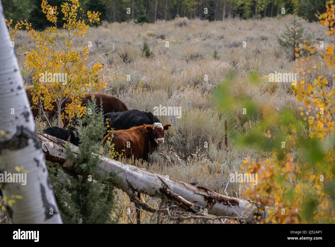 Cows in field fall colors hi-res stock photography and images - Alamy