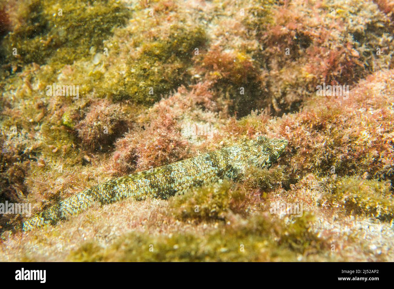 The diamond lizardfish (Synodus synodus) is a species of lizardfish ...